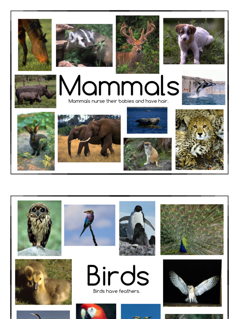 Animal Classification Overview | PDF