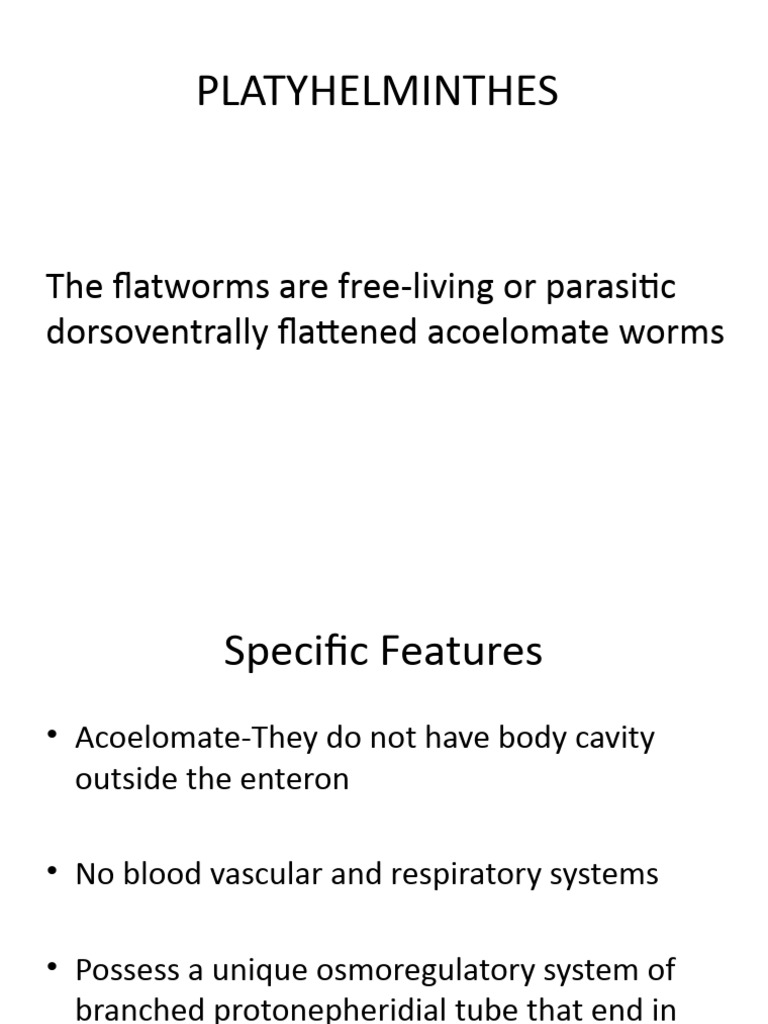 Flatworm Biology Overview | PDF | Zoology | Protostomes