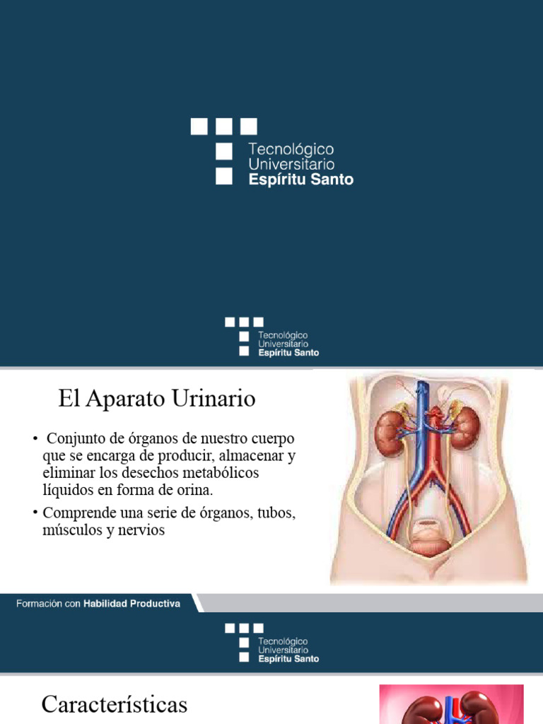 Aparato Urinario | PDF | Sistema urinario | Riñón