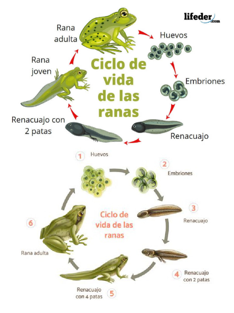Sapo | PDF