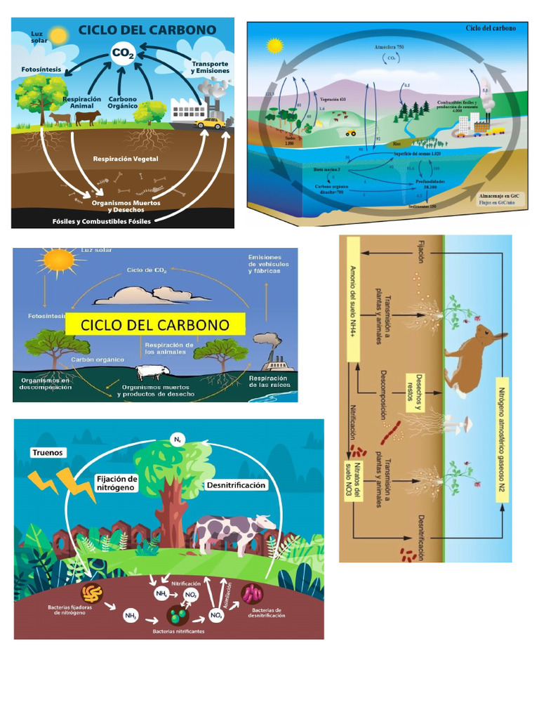 Ciclos de La Materia | PDF