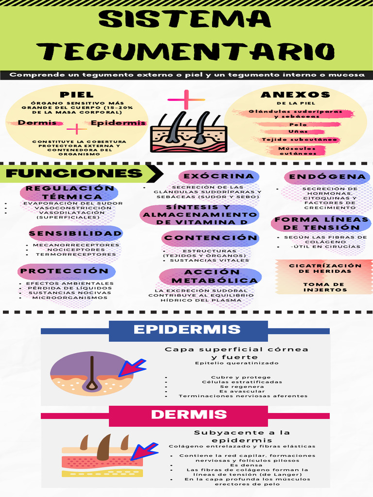 Infografia Piel | PDF | Sistema tegumentario | Piel