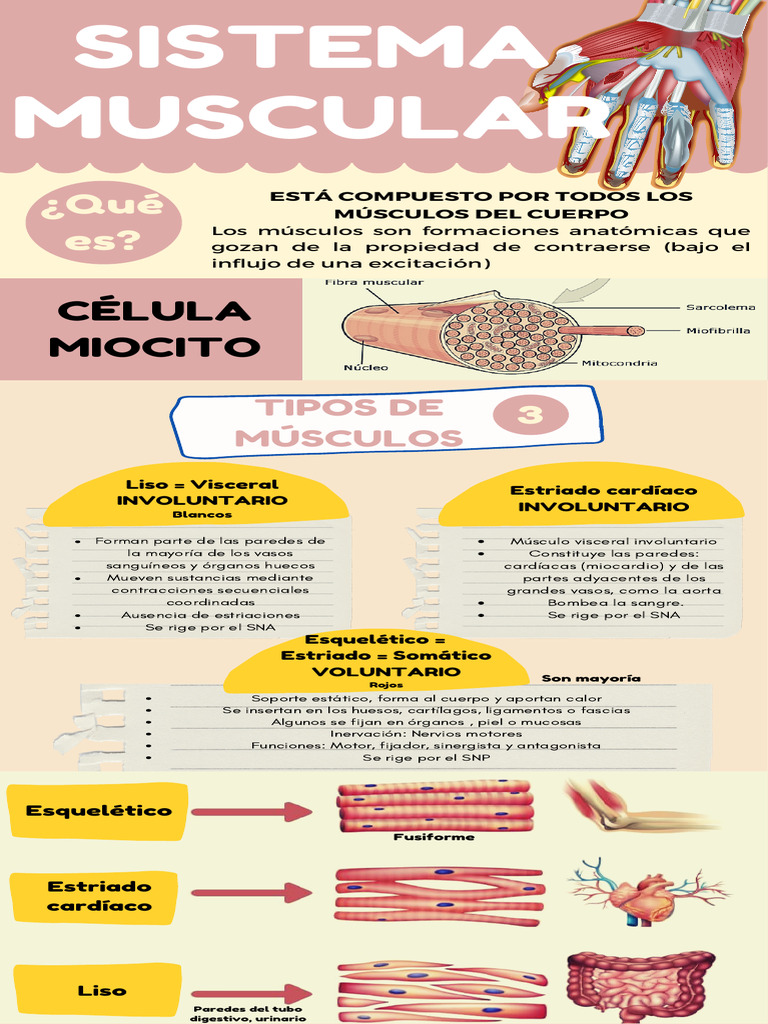 Infografia Musculos | PDF | Contracción muscular | Músculo esquelético