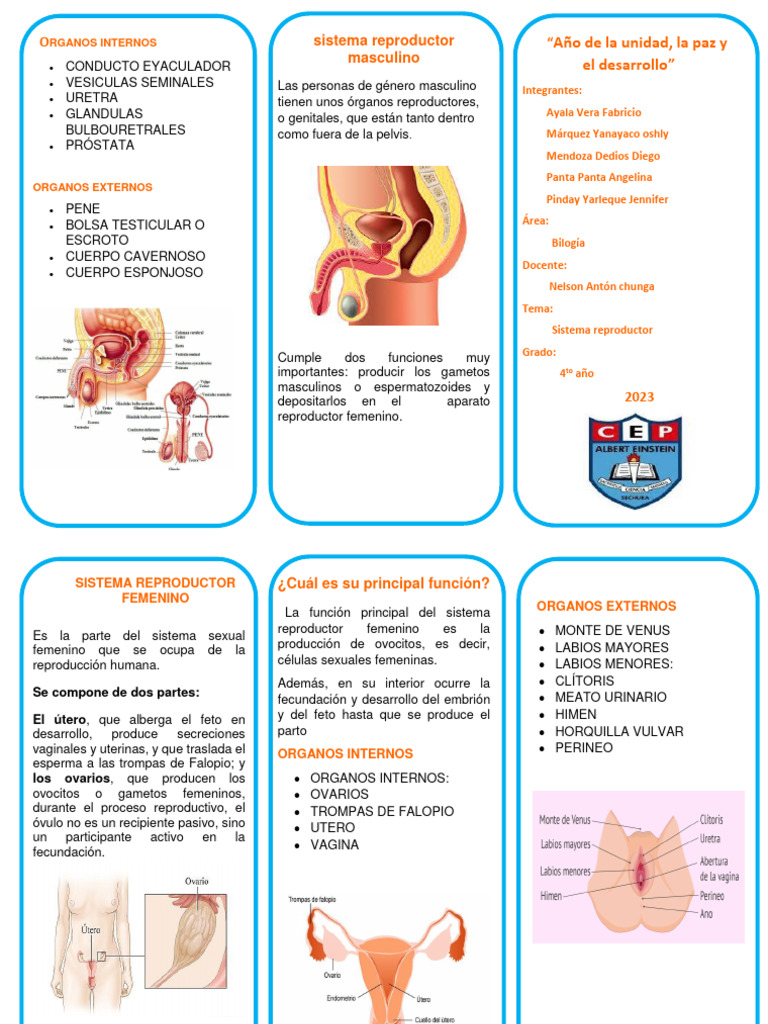 TRIPTICO DEL SISTEMA REPRODUCTOR 2.. | PDF | Sistema reproductivo | Sexo