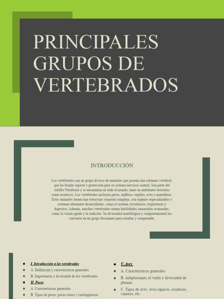 Principales Grupos de Vertebrados | PDF | Vertebrados | Reptil