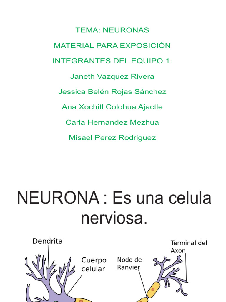 Neuronas | PDF | Neurona | Axon