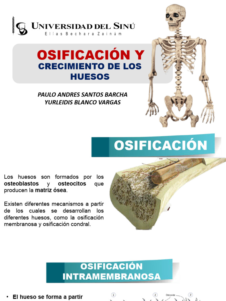 Exposición Osificación y Crecimiento de Los Huesos | PDF
