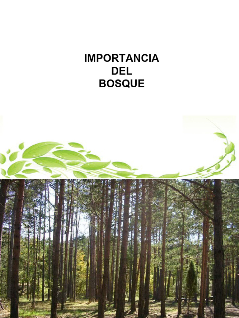 Bosque | PDF | Los bosques | Agua
