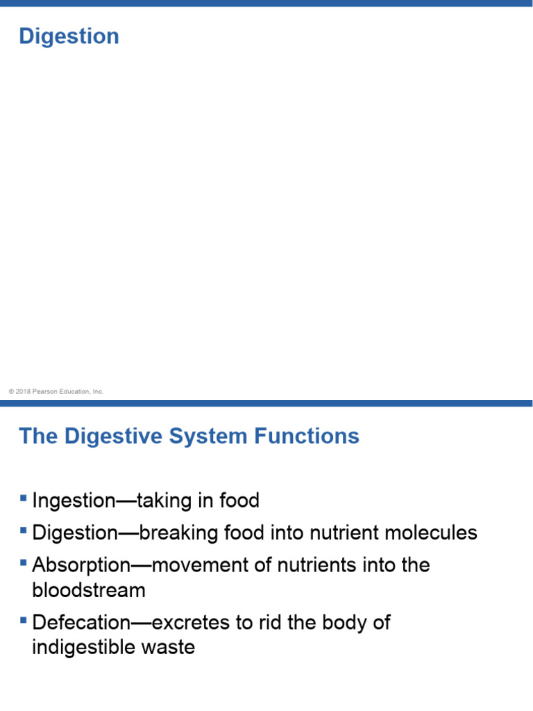 Digestive system pearson | PDF | Stomach | Gastrointestinal Tract