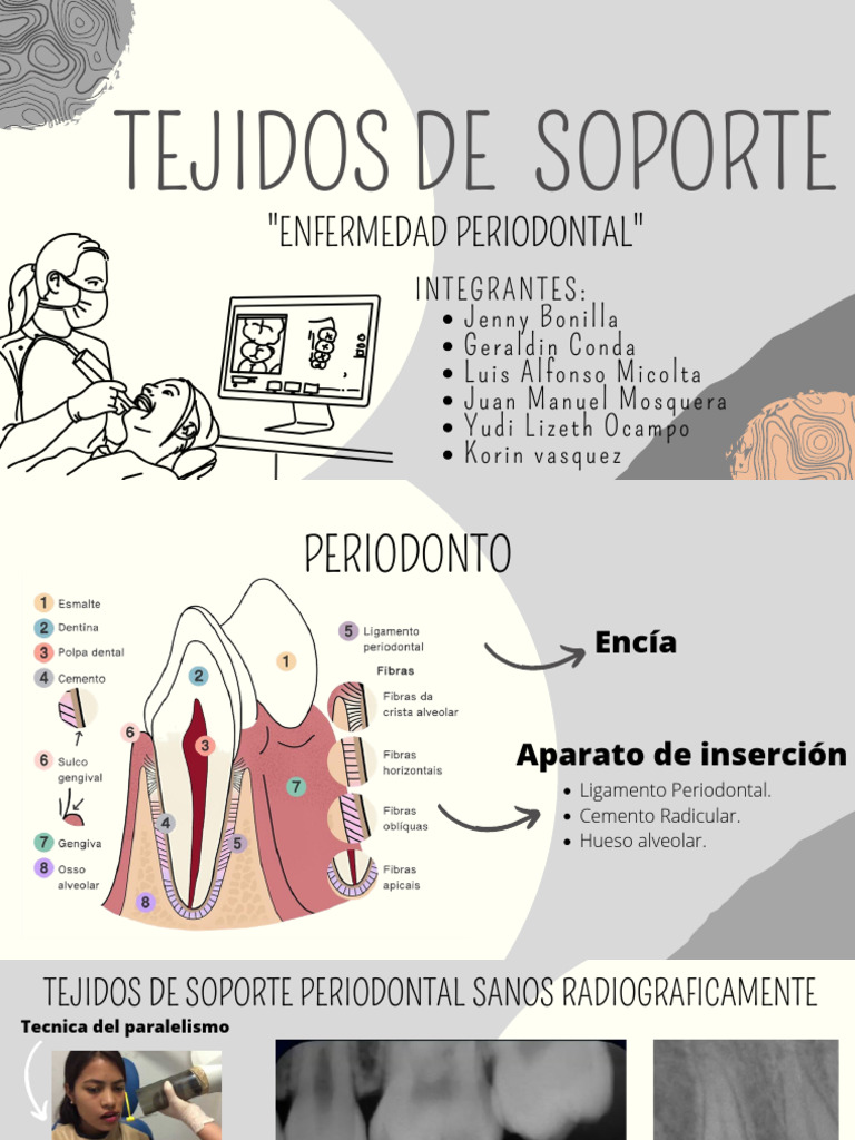 Tejidos de Soporte | PDF | Anatomia dental | Anatomía