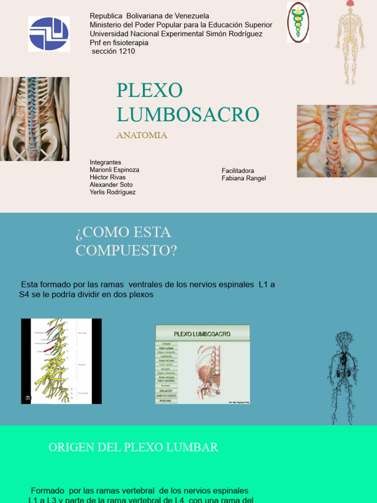 Plexo Lumbosacro | PDF | Anatomía humana | Sistema musculoesquelético