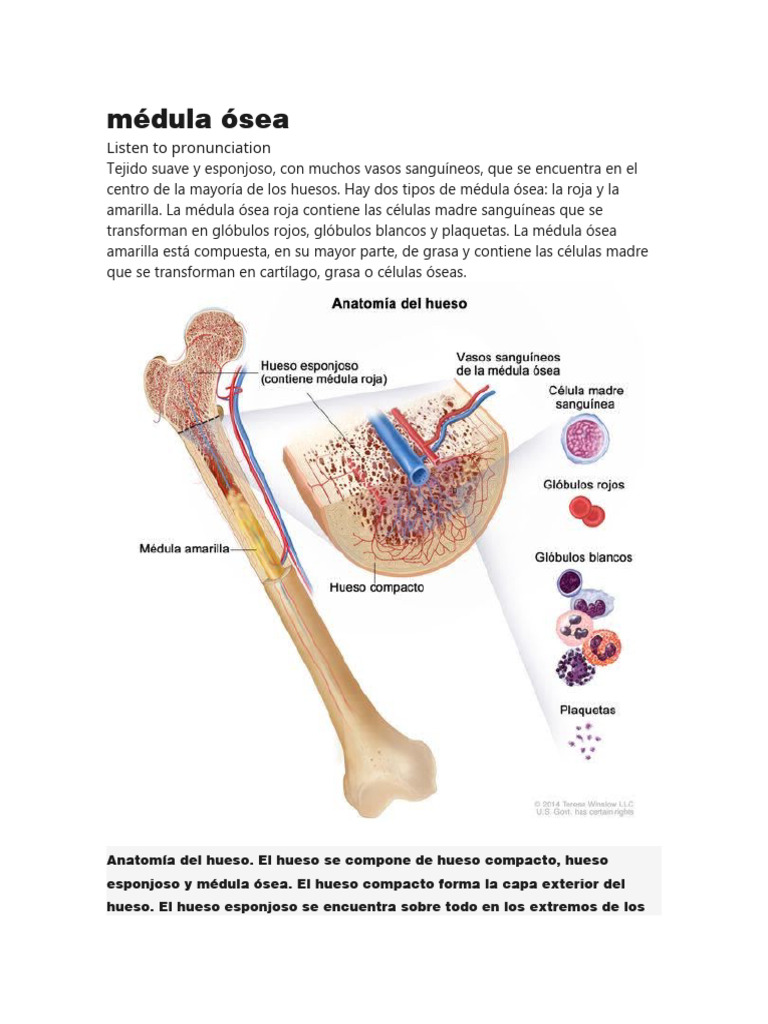médula ósea | PDF
