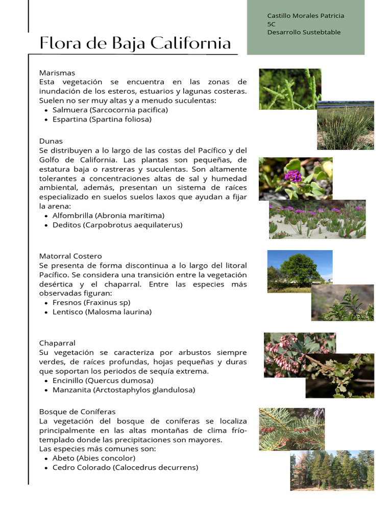 Flora de Baja California | PDF