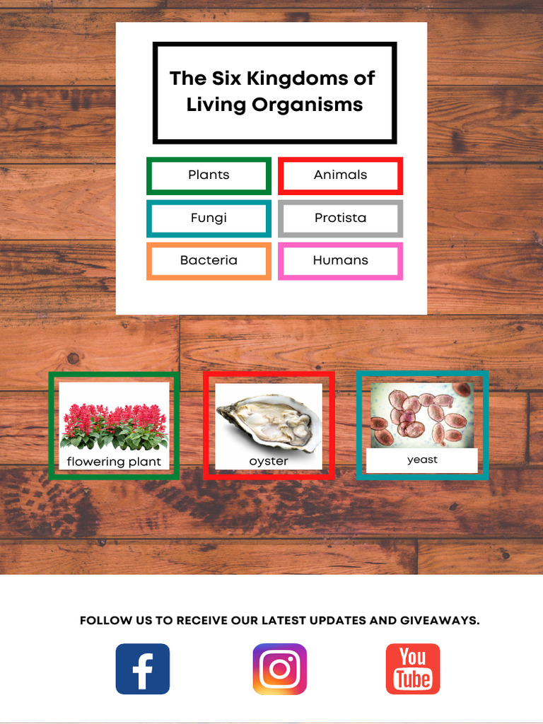 Tree of Life | PDF | Organisms | Biology