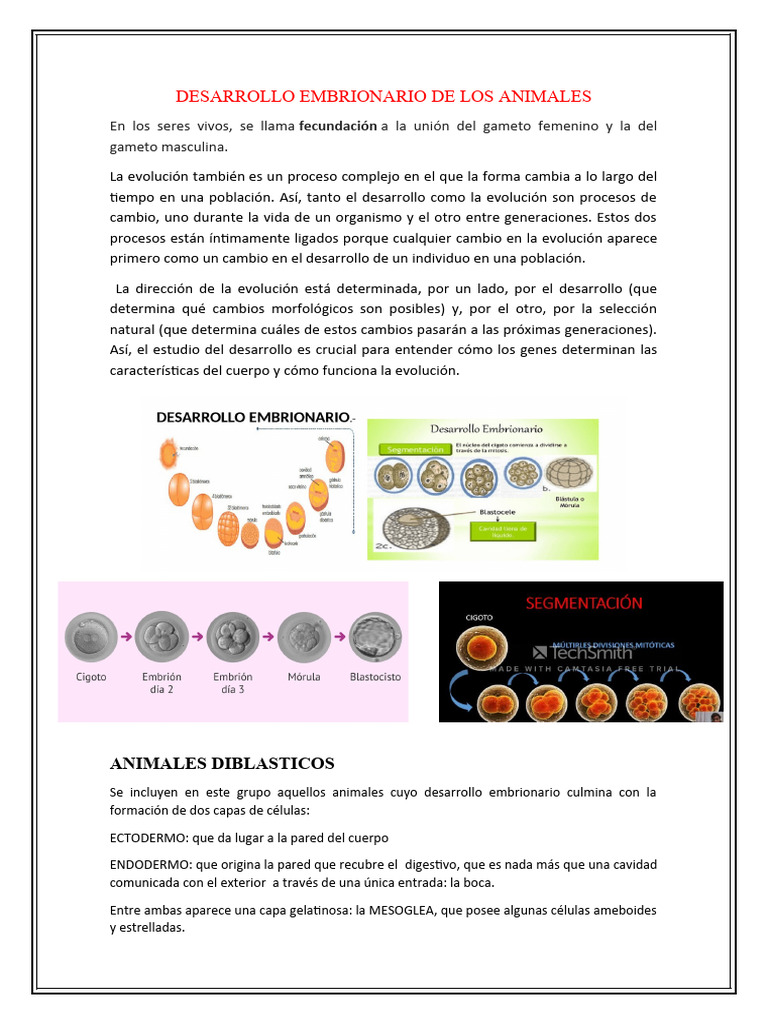 DESARROLLO EMBRIONARIO DE LOS ANIMALE1 | PDF | Organismos | Reproducción