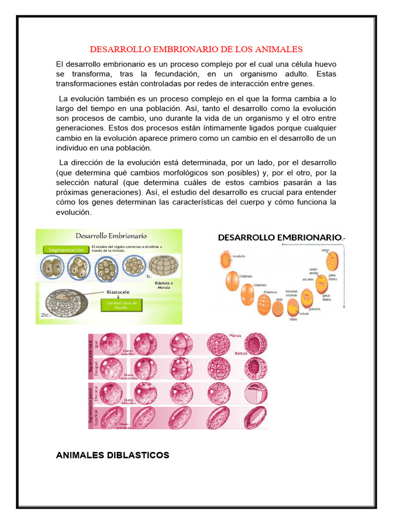 Desarrollo Embrionario de Los Animales | PDF | Biología | Reproducción