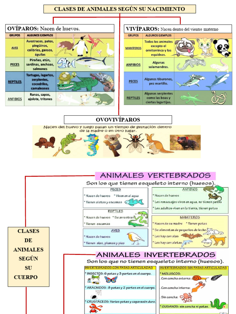 Clases de Animales | PDF