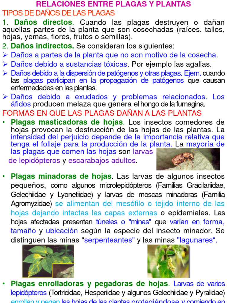 Daños de Plagas en Plantas: Tipos y Efectos | PDF | Plaga (organismo ...