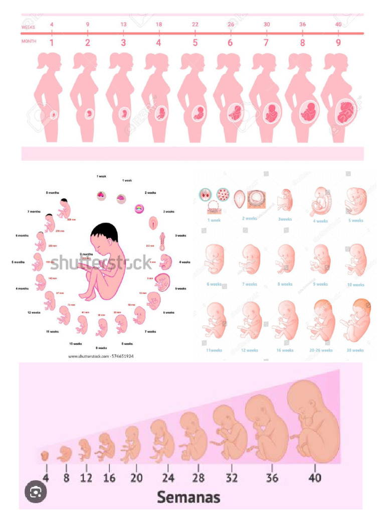 Semanas de Embarazo | PDF