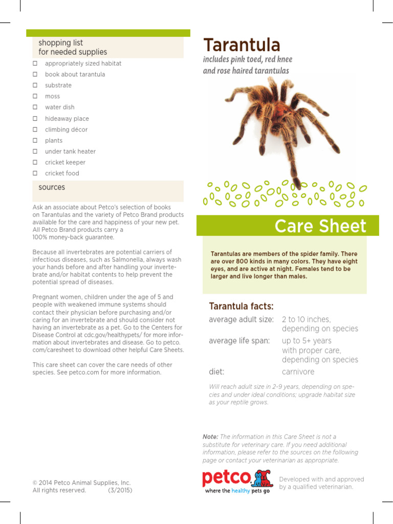 Essential Tarantula Care Guide | PDF
