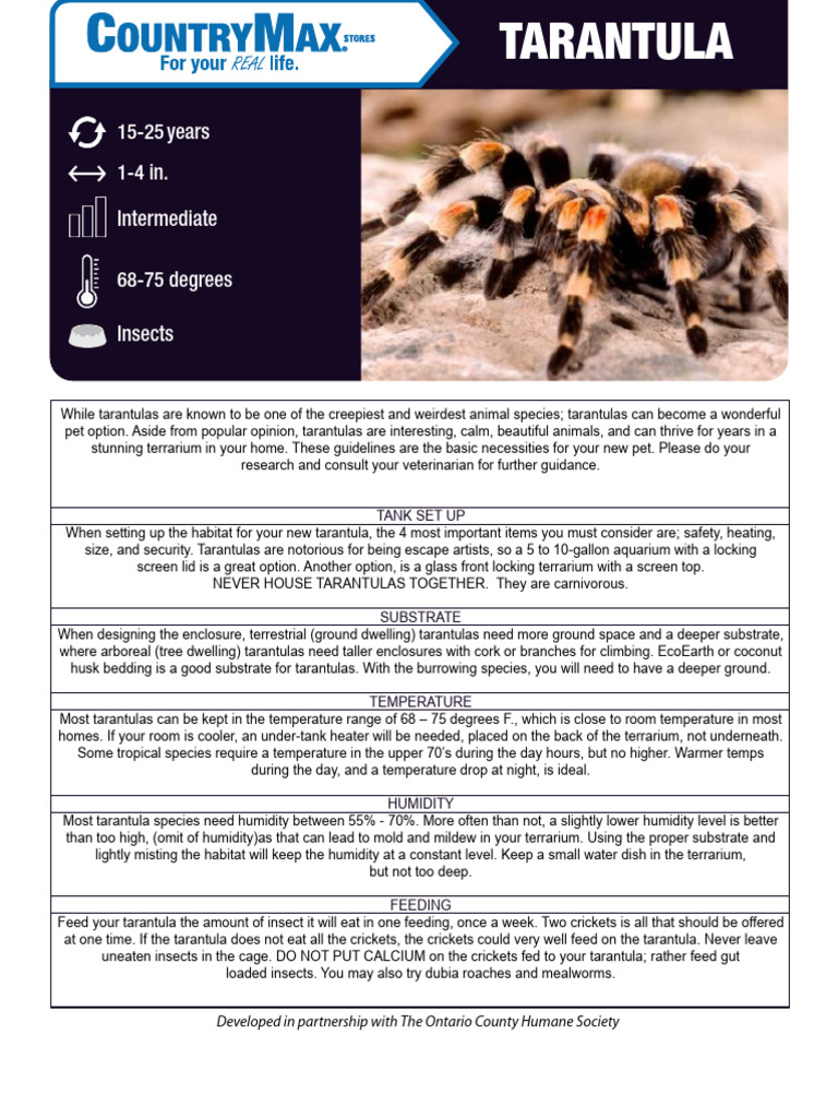 Tarantula Care Sheet - Use | PDF | Insects