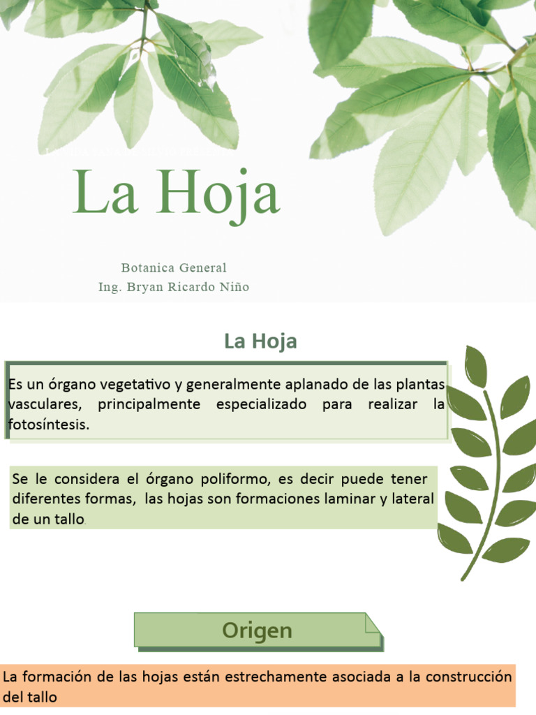 Hoja Botanica General | PDF | Hoja | Fotosíntesis Hoja Botanica General | PDF | Hoja | Fotosíntesis