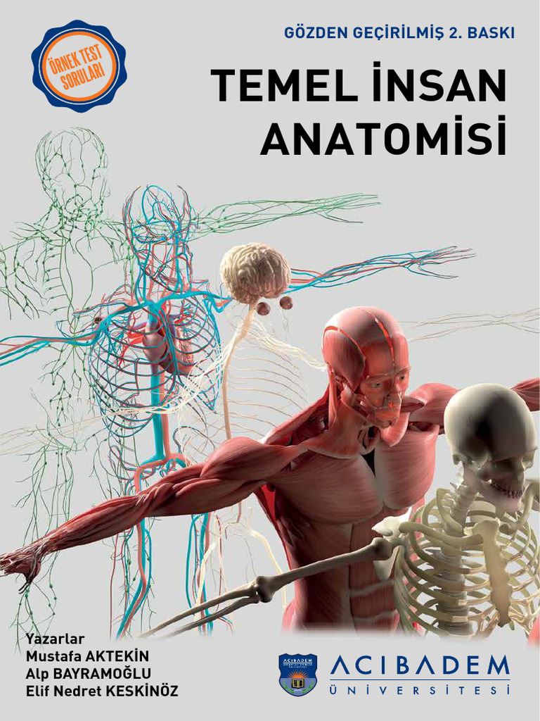 Temel İnsan Anatomisi | PDF