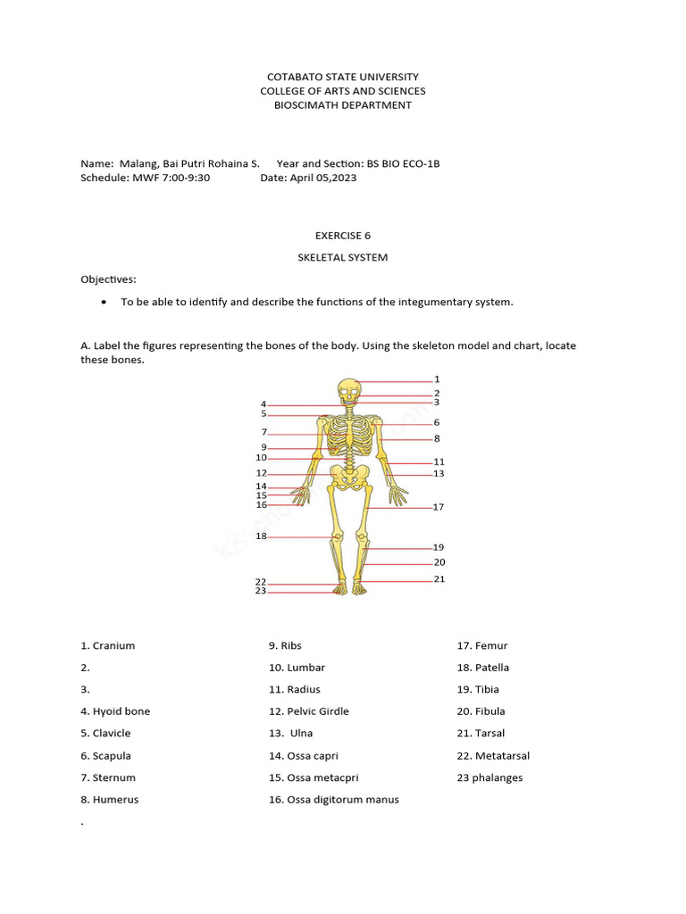 (Template) EXERCISE 6 - SKELETAL SYSTEM | PDF | Vertebral Column | Skull