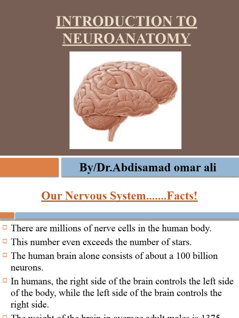 Introduction To Neuroanatomy | PDF | Nervous System | Central Nervous ...