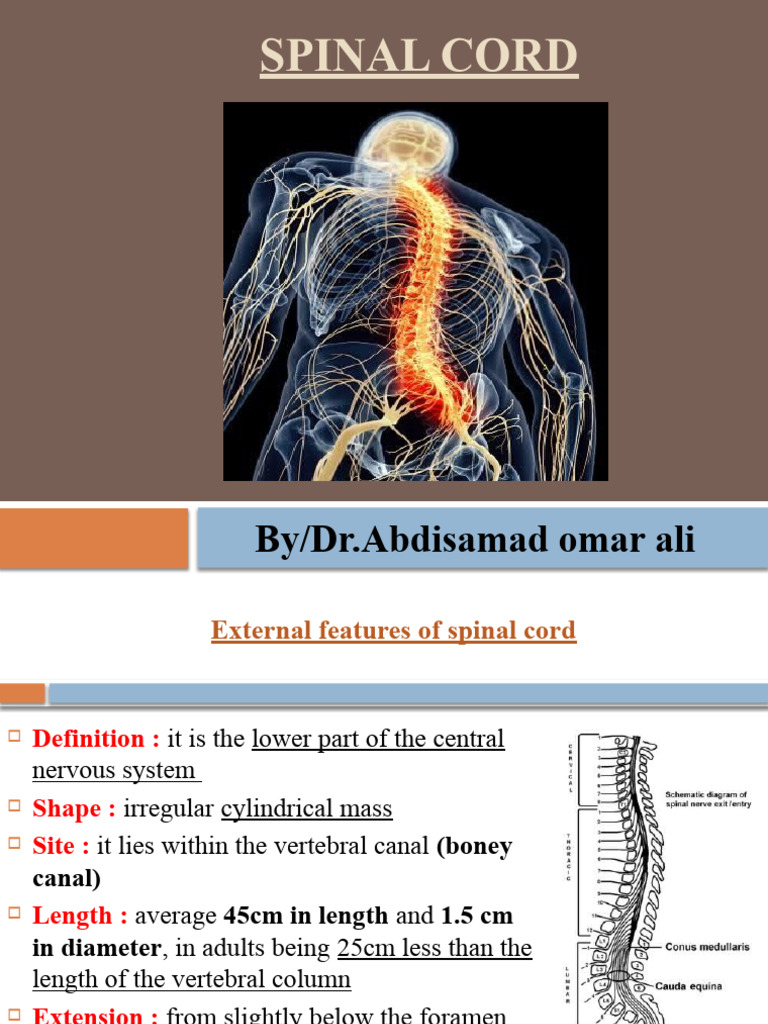 Spinal Cord | PDF | Vertebral Column | Spinal Cord