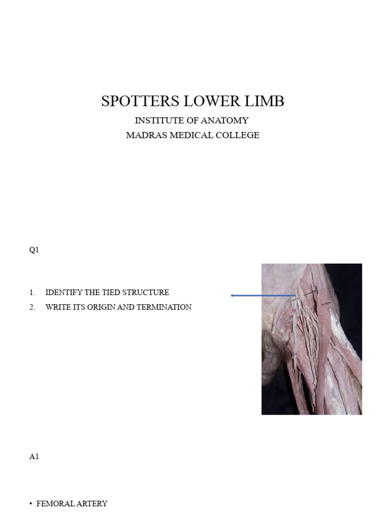 SPOTTERS Lower Limb | PDF | Foot | Human Leg