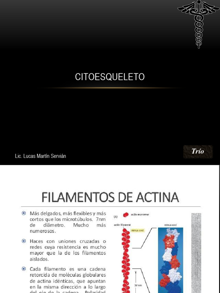 Dinámica y Función del Citoesqueleto | PDF | Actina | Proteínas