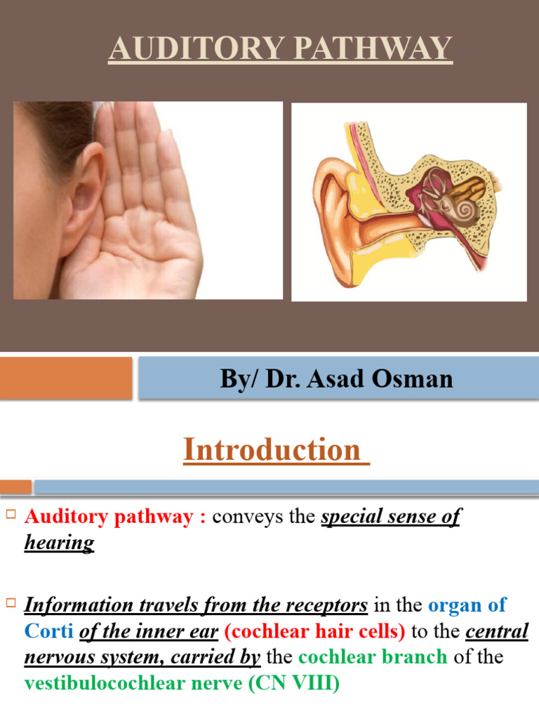 Auditory Pathway | PDF | Auditory System | Neuroscience