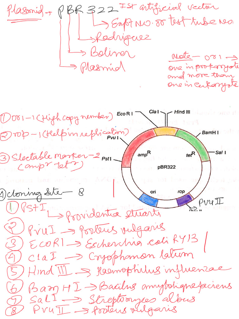 Plasmid PBR322 | PDF