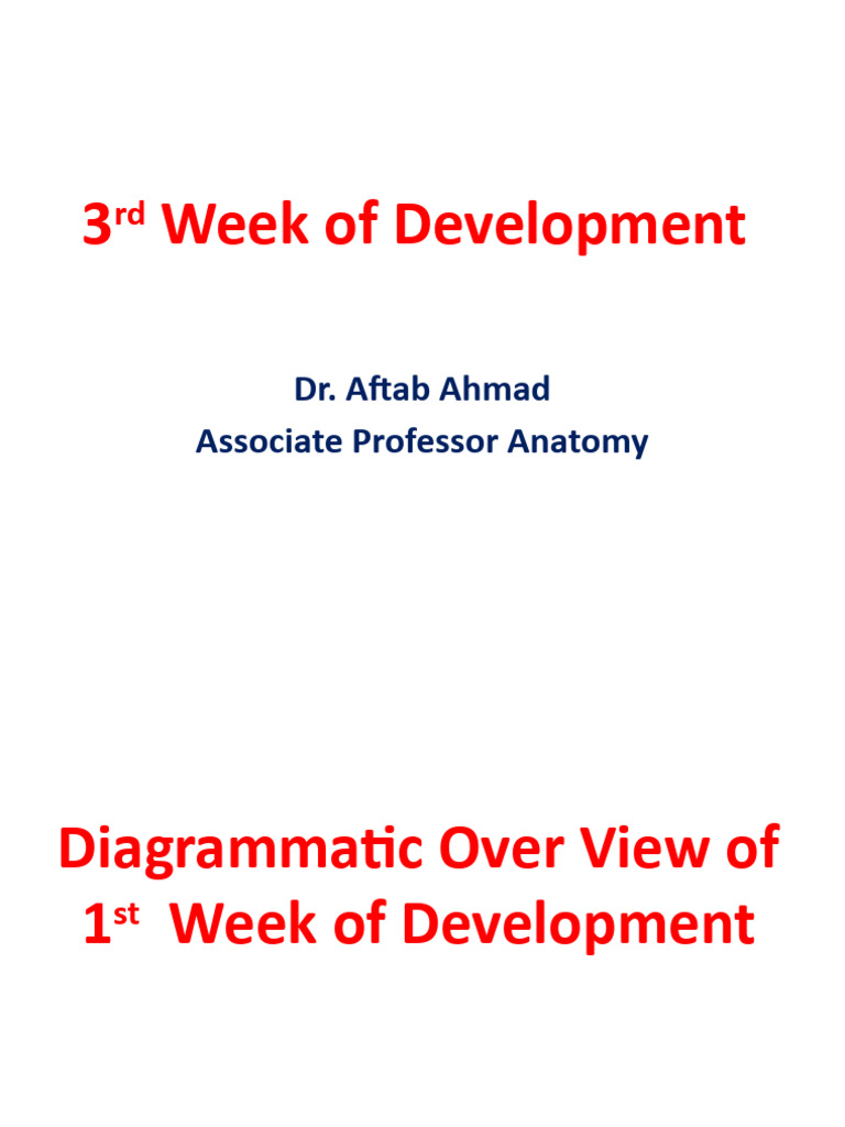 3rd Week of Development Embryology | PDF | Zoology | Reproduction