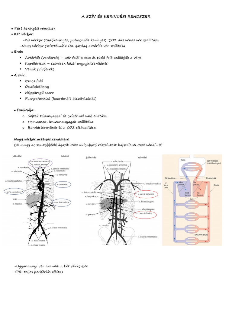 Szív És Keringési Rendszer | PDF