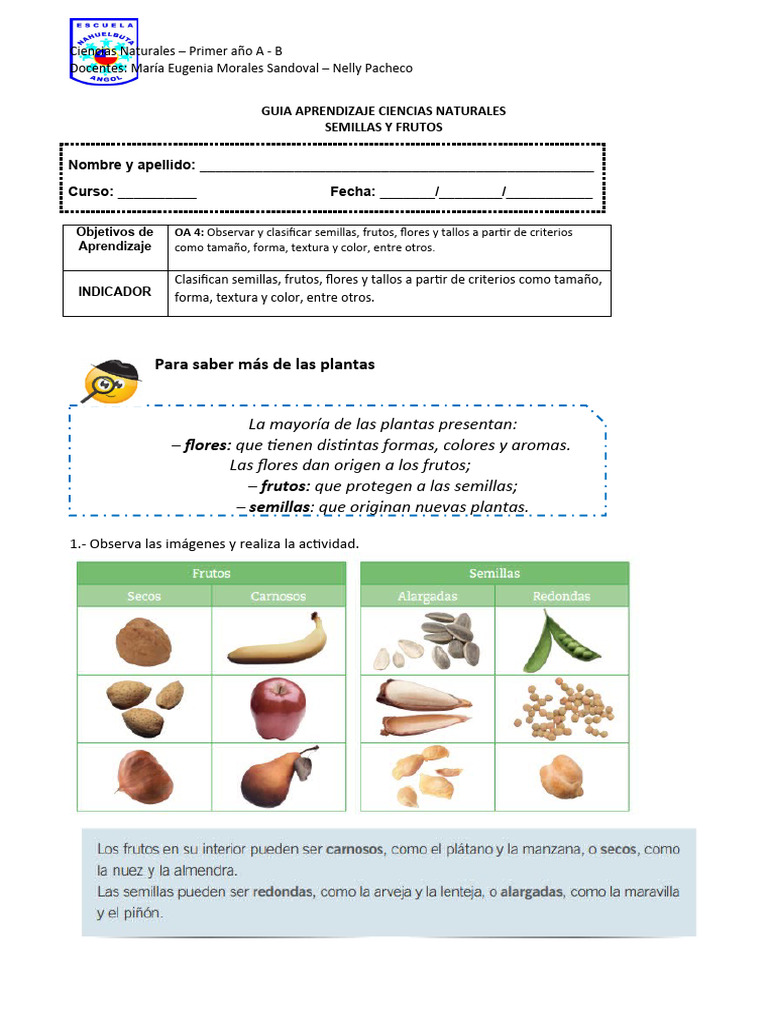 Semillas y Frutos | PDF | Hogar, jardinería y bricolaje
