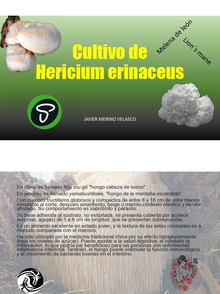 Cultivo de Hericium Erinaceus, Por Javi Merino | PDF | Hongo | Comida y bebida