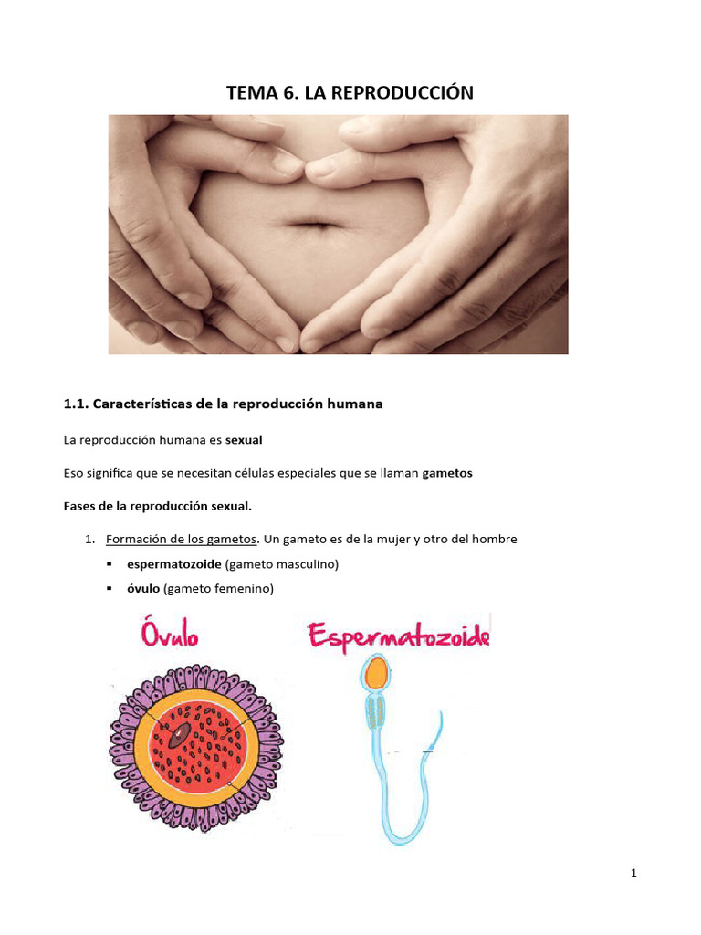 Tema 6. La Reproducción | PDF | Sistema reproductivo | El embarazo