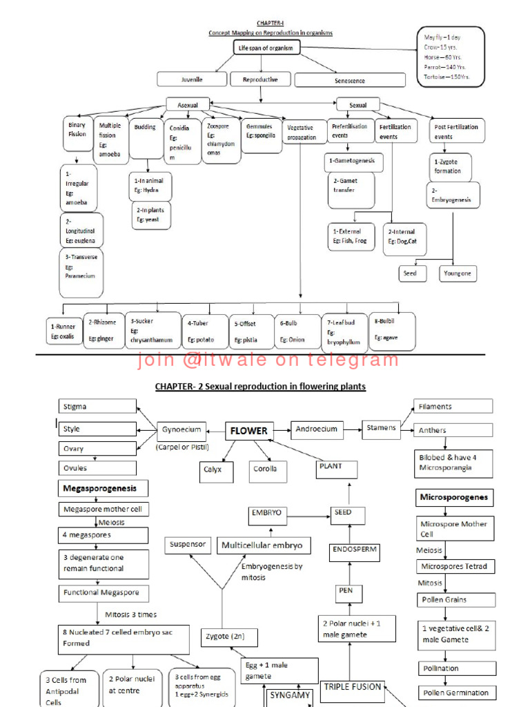 Biology Flow Chart | PDF | Menstrual Cycle | Luteinizing Hormone