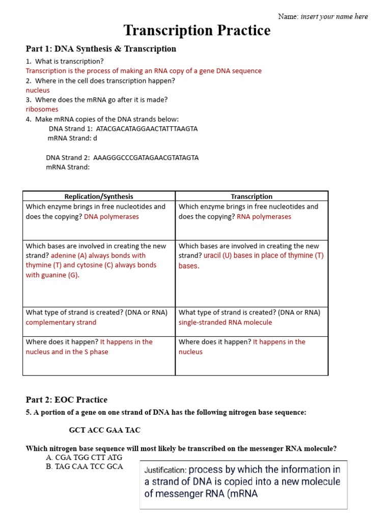 Transcription Practice Worksheet | PDF | Rna | Dna