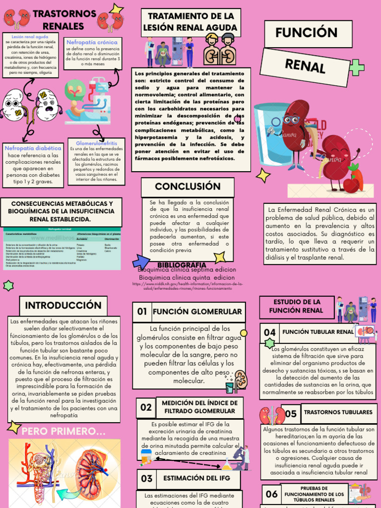 Triptico Funcion Renal | PDF | Enfermedad renal crónica | Riñón