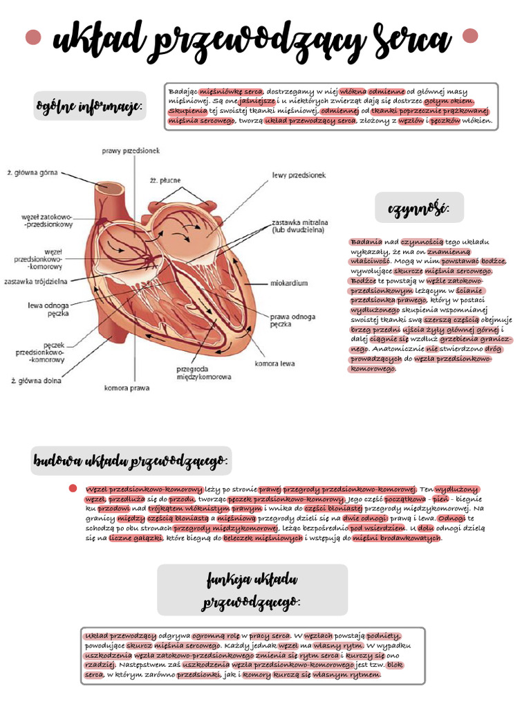 Anatomia Serca | PDF