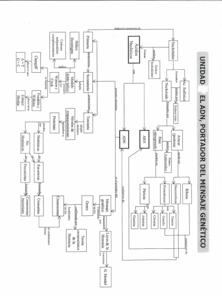Dna Mapa Conceptual | PDF