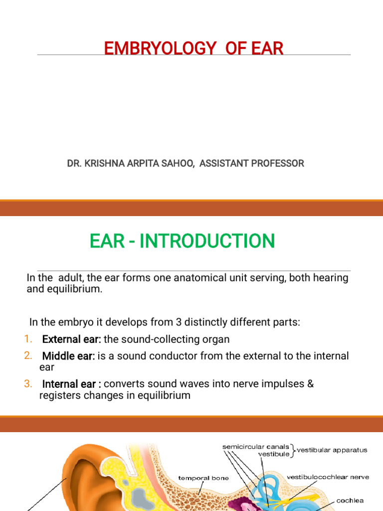 Ear Embryology Overview by Dr. Sahoo | PDF