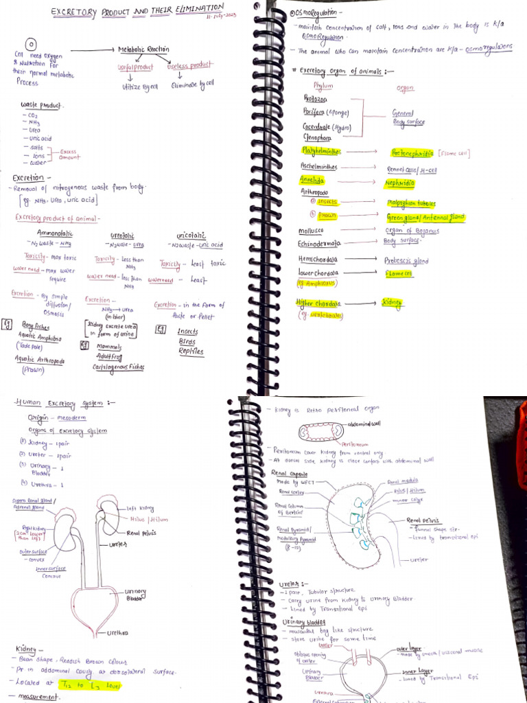 Excretion Notes | PDF | Biology | Physiology