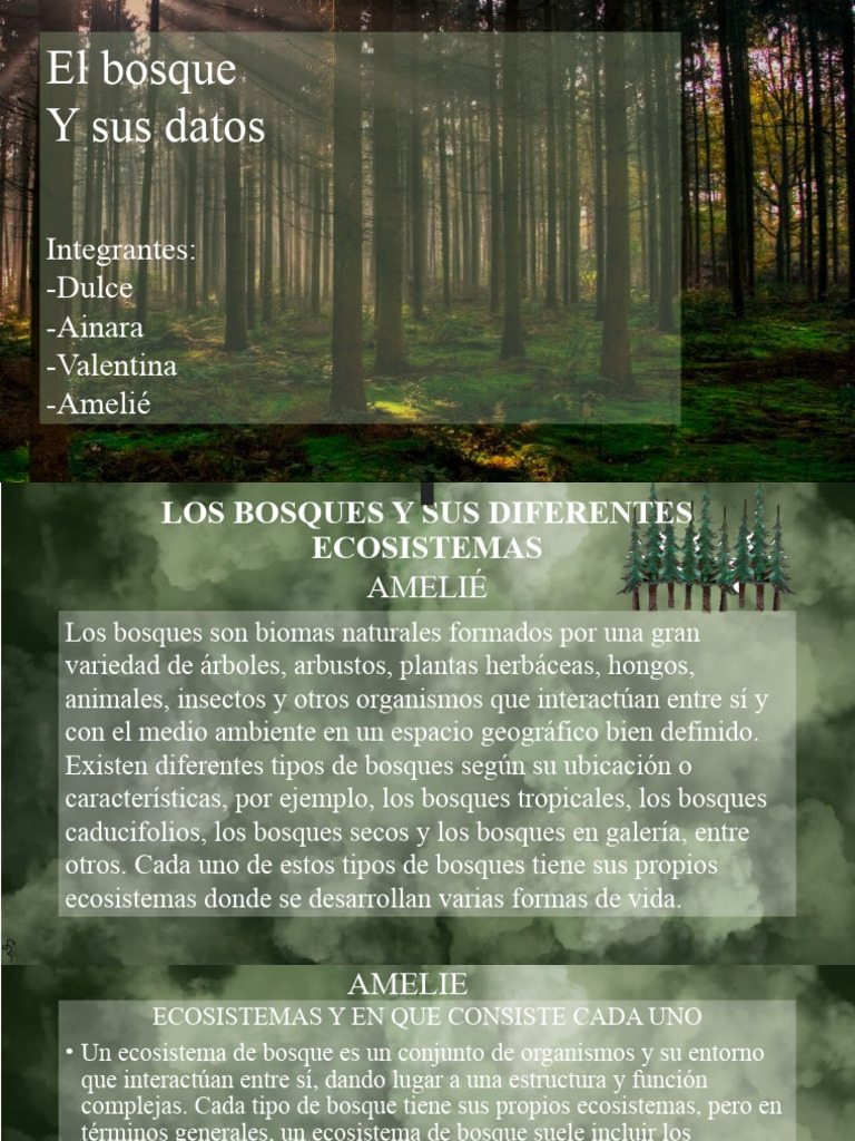 Bosques: Ecosistemas y Turismo | PDF | Ecosistema | Los bosques