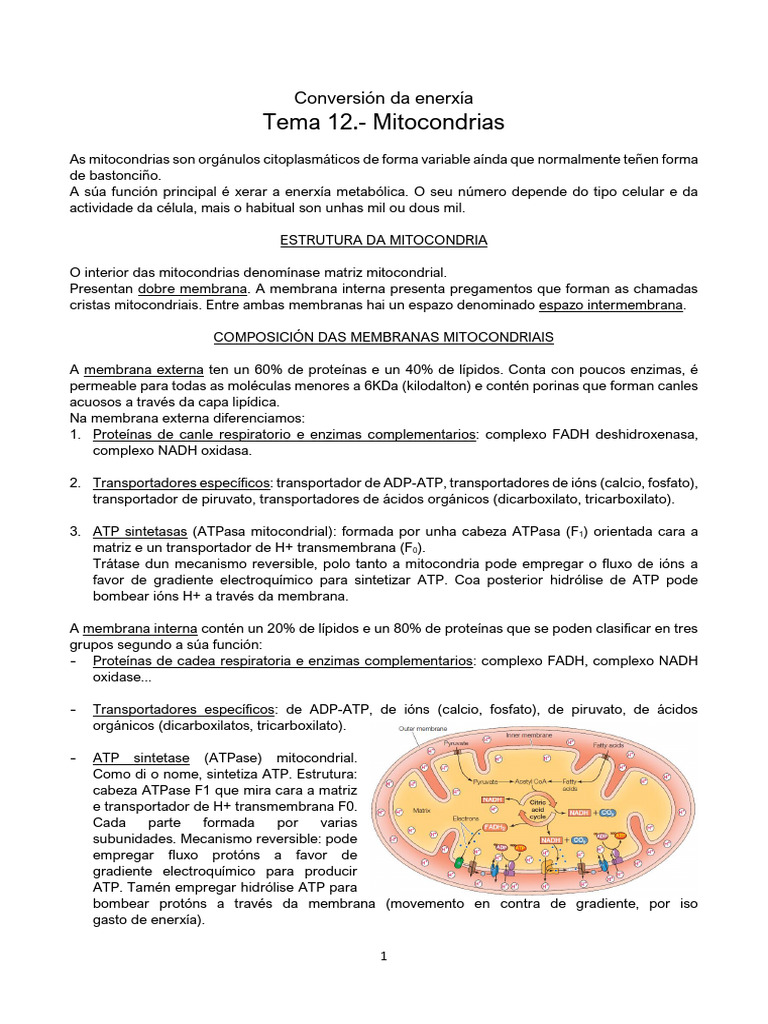 Mitocondria Pdf