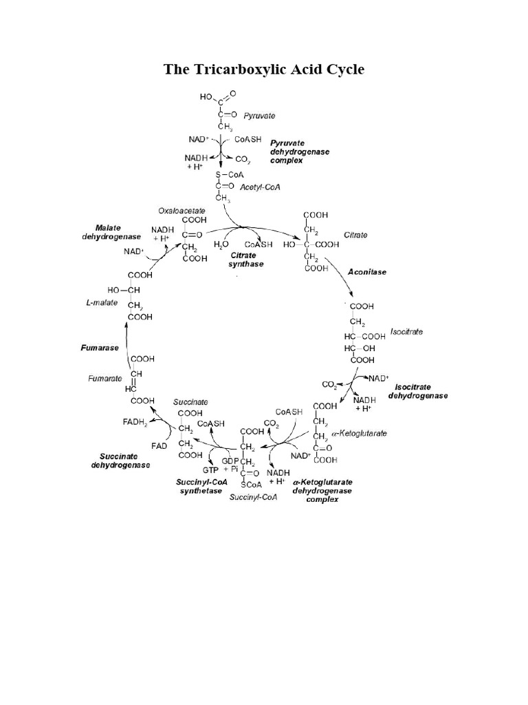 05 TCA Cycle | Download Free PDF | Diet & Nutrition | Chemistry