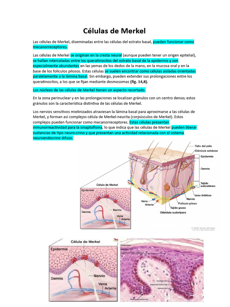 PIEL-celulas de Merkel Histologia | PDF